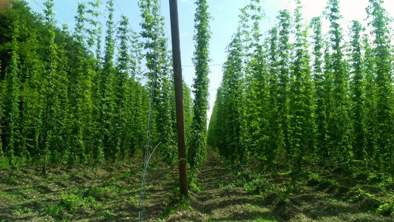 Na šlechtitele a pěstitele chmele čekají nové zákonné podmínky ...