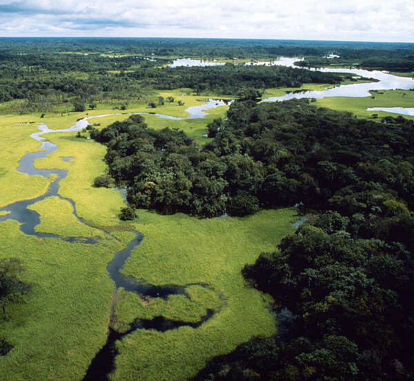 Ničení amazonského pralesa v Brazílii na začátku roku zrychlilo ...